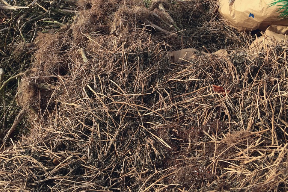 Cannabis-waste recycler wins Colorado grant to develop aftermarket hemp ...